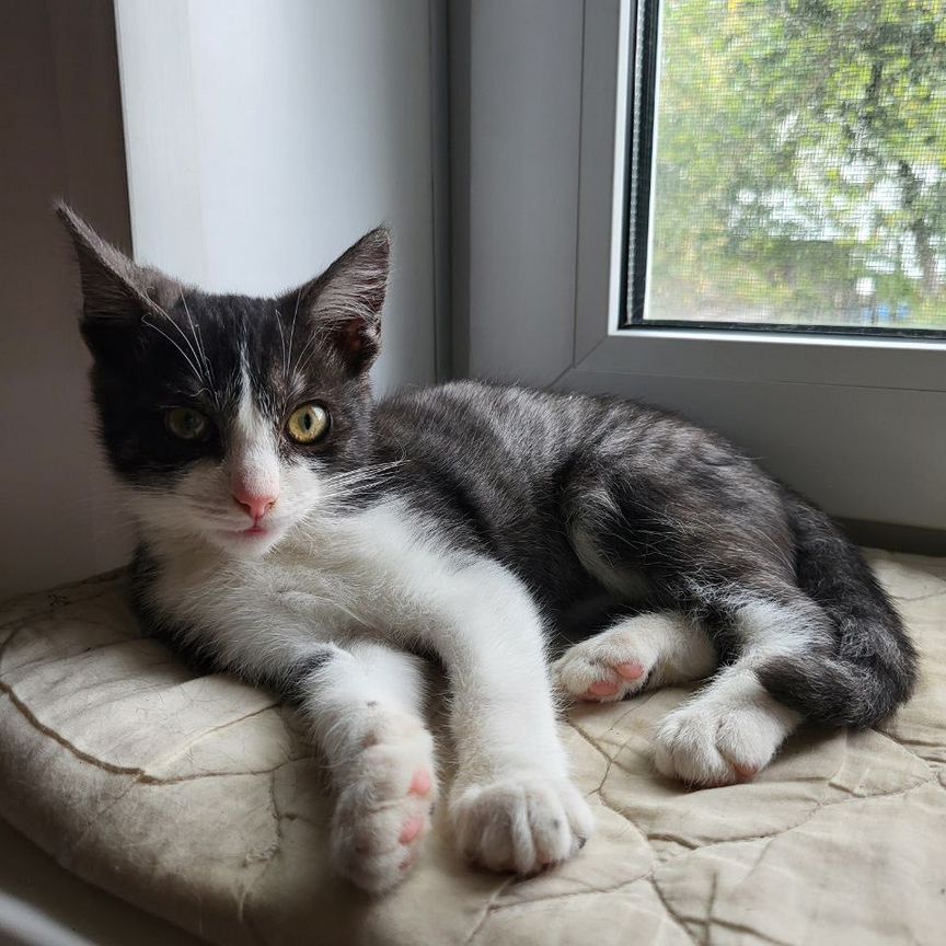 Котенок в добрые руки