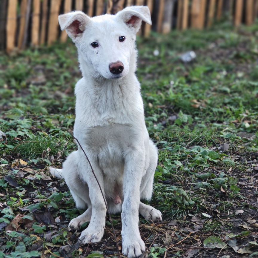 Щенок в добрые руки