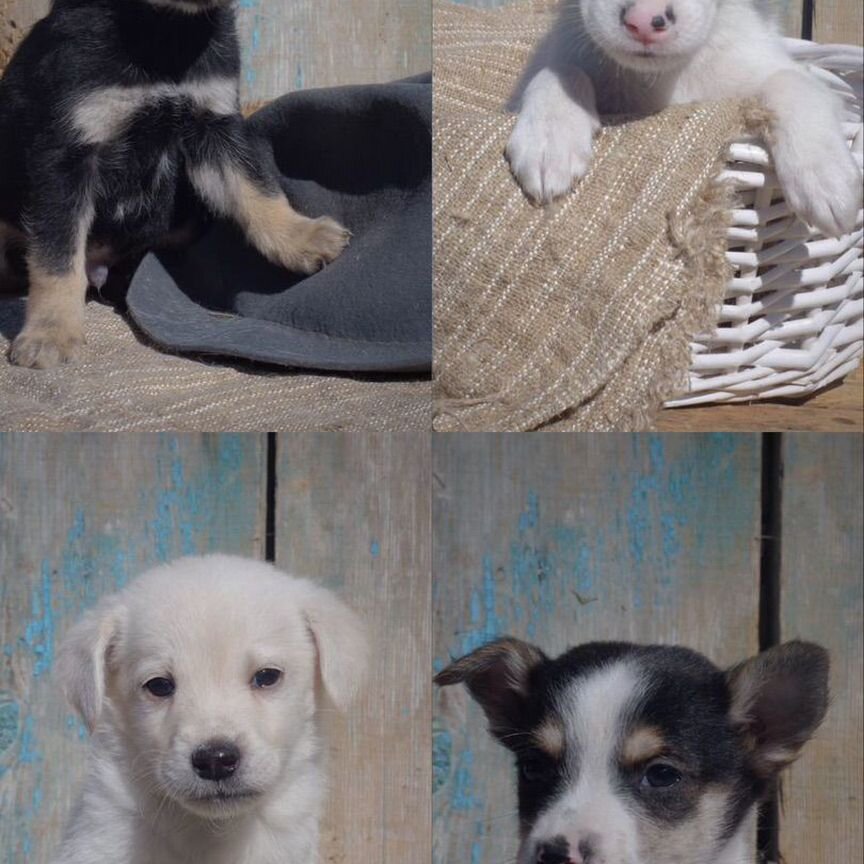 Щенок в добрые руки