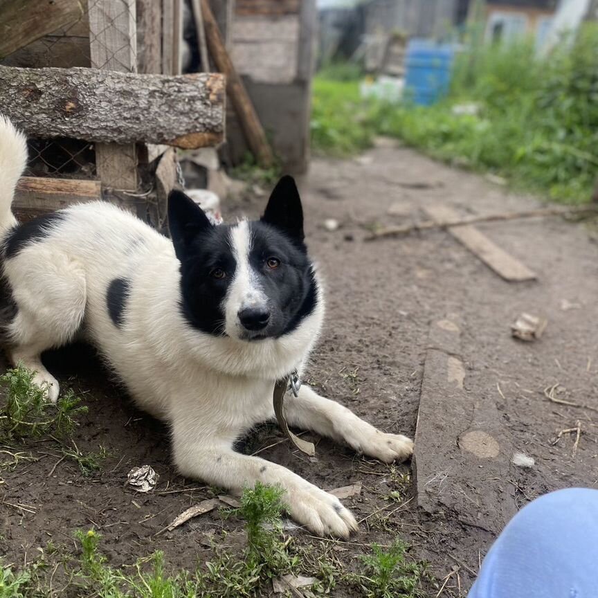 Собака
