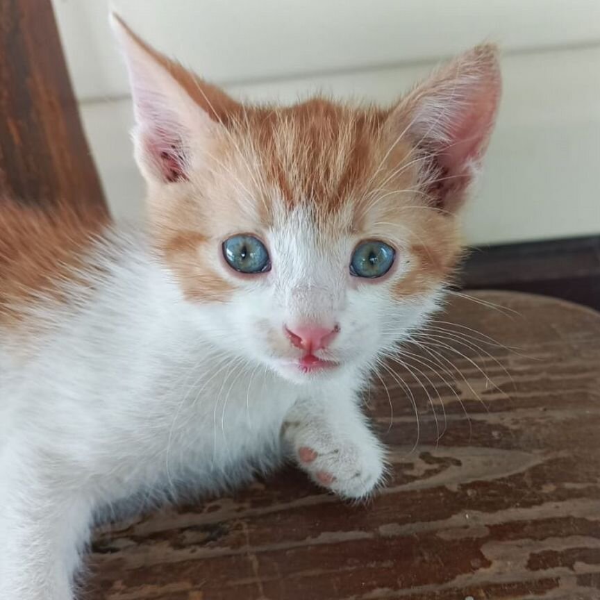 Котята