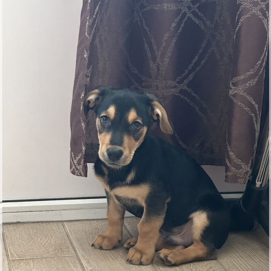 Такса, щенок