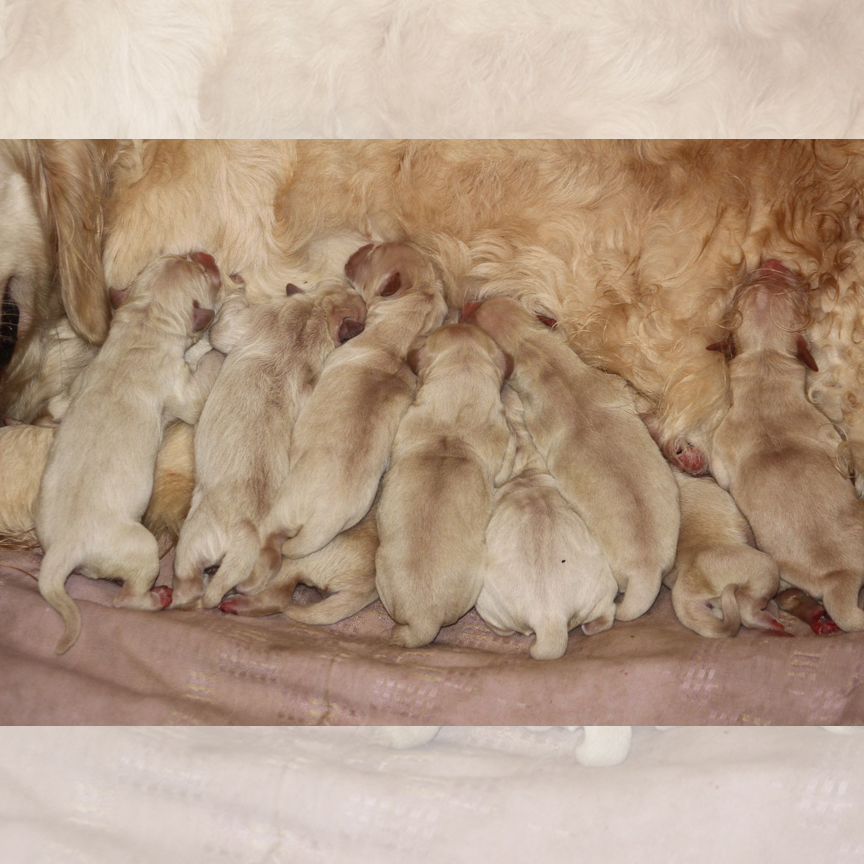 Золотистый ретривер, щенок