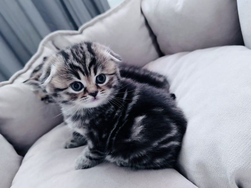 Шотландские вислоухие котята