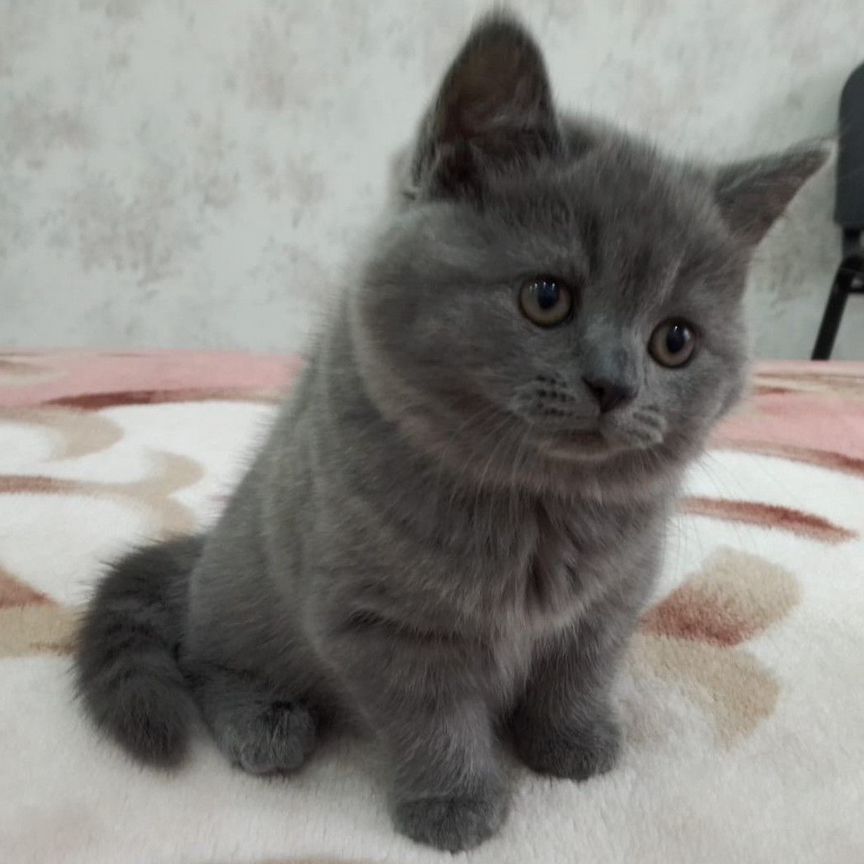 Британские котята