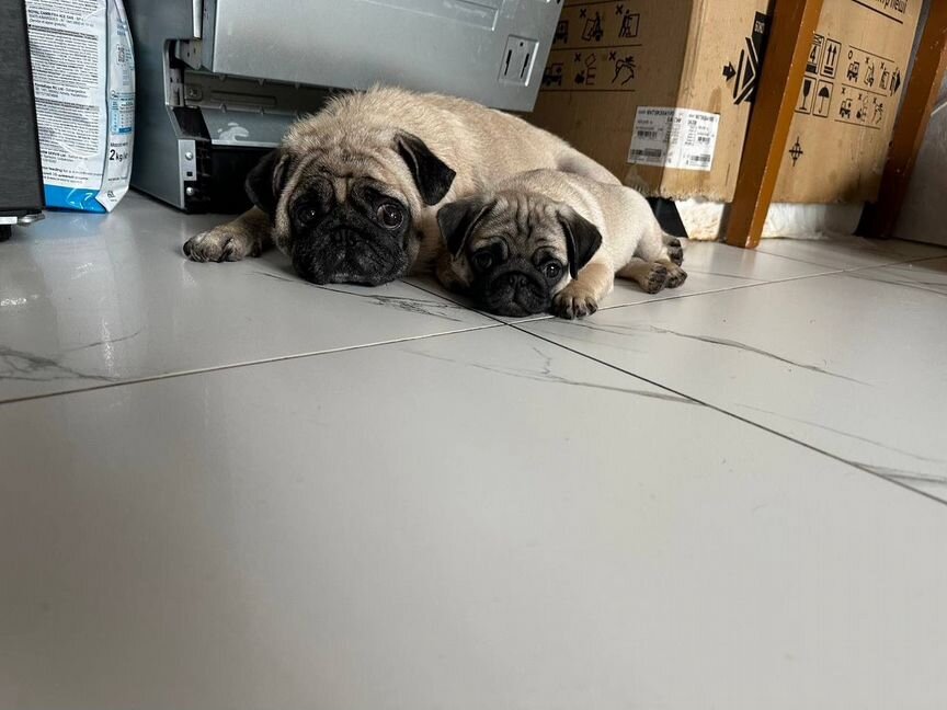 Щенки мопса девочки