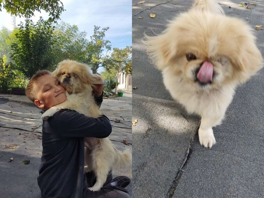 Вязка пекинес