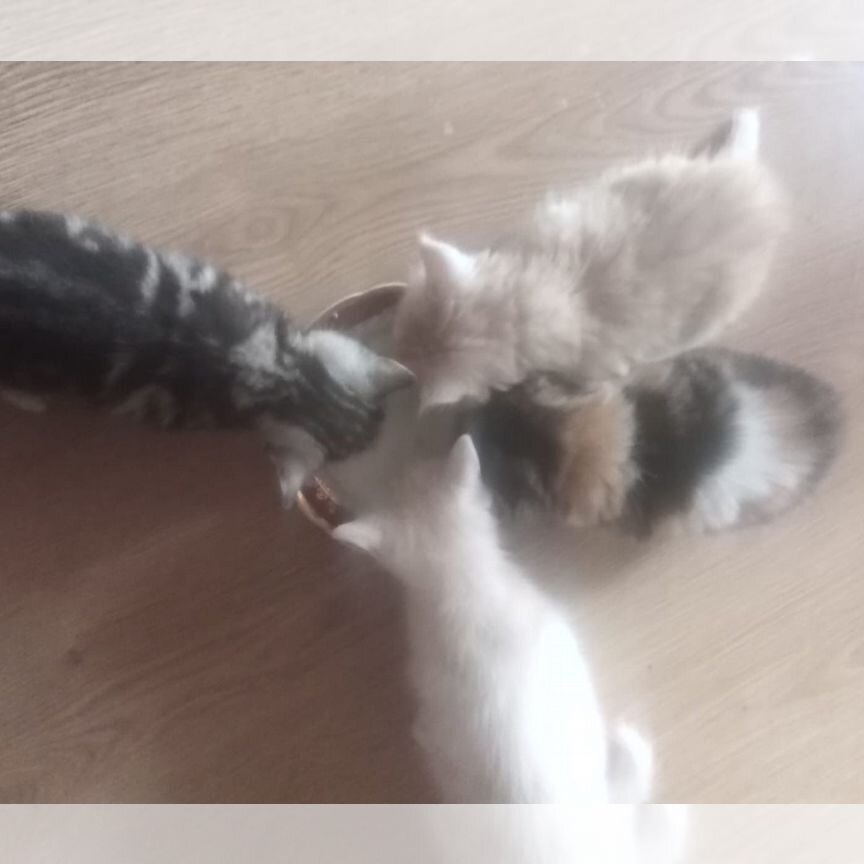 Котята персидские шиншиллы