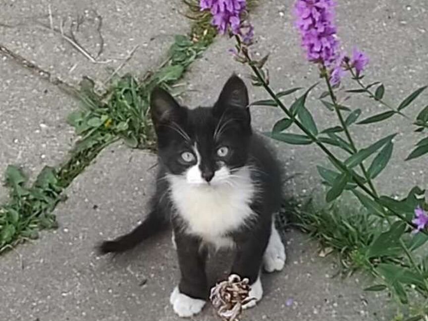 Прикольный черно-белый котёнок