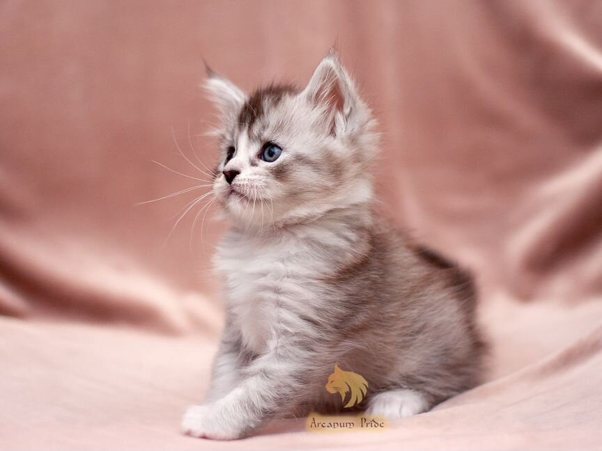 Котик Мейн-Кун из питомника