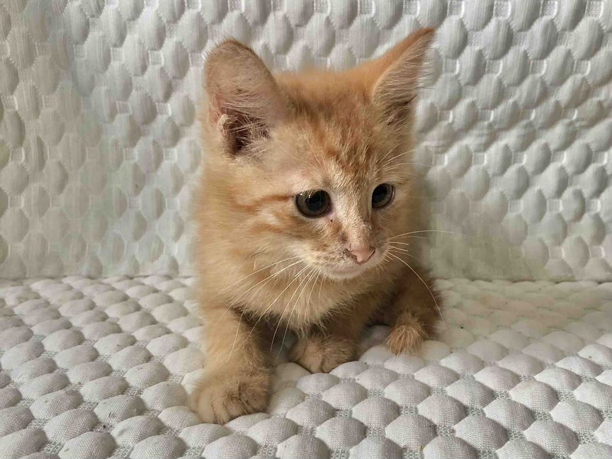 Мальчик Рыжик