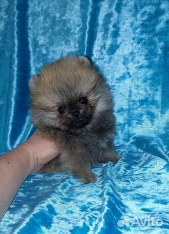 Померанский шпиц медвежьего типа