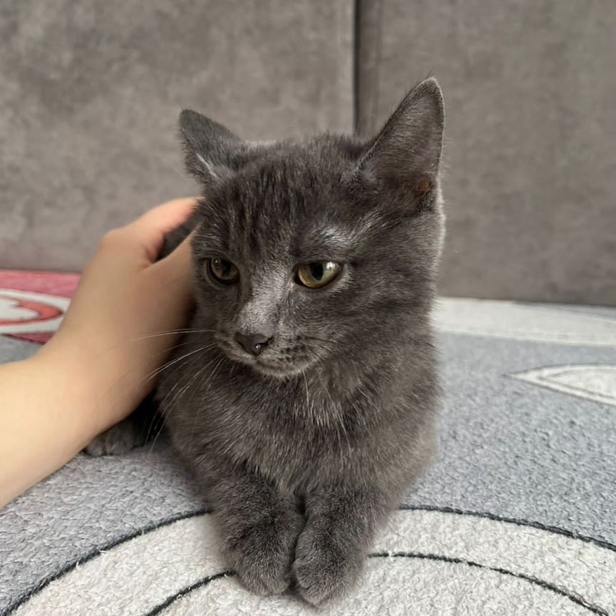 Котята