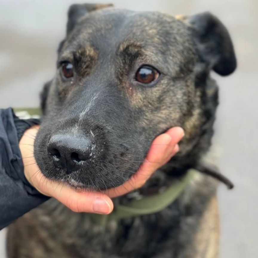 Собака в добрые руки, Спасите