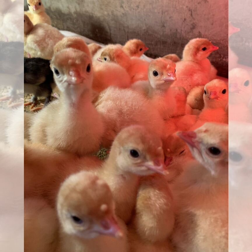 Индюшата хайбрит вылупились 25.03.26