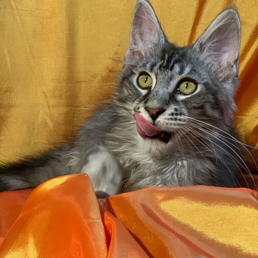 Мейн-кун котёнок