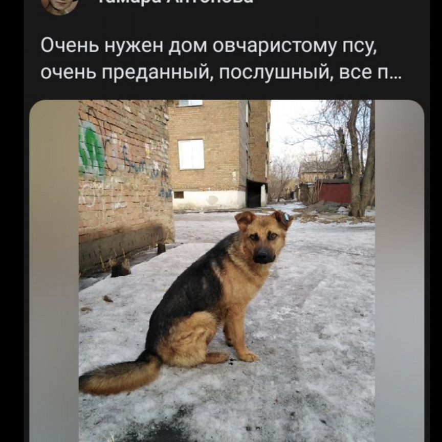 Собака в добрые руки отдам бесплатно