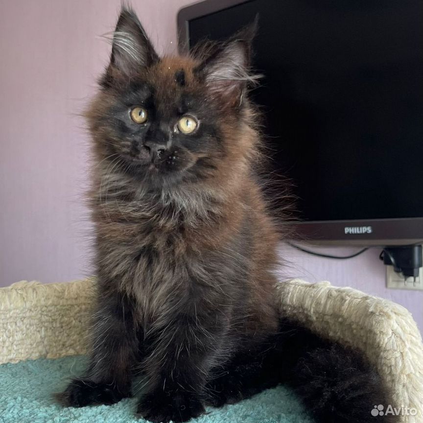 Черный котик мейн-кун