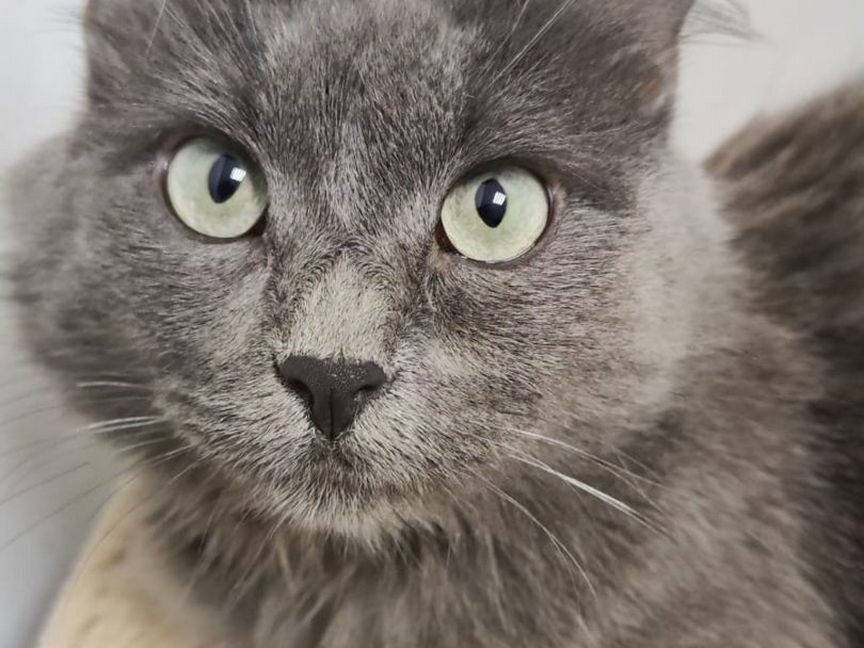 Мона Лиза кошачьего мира