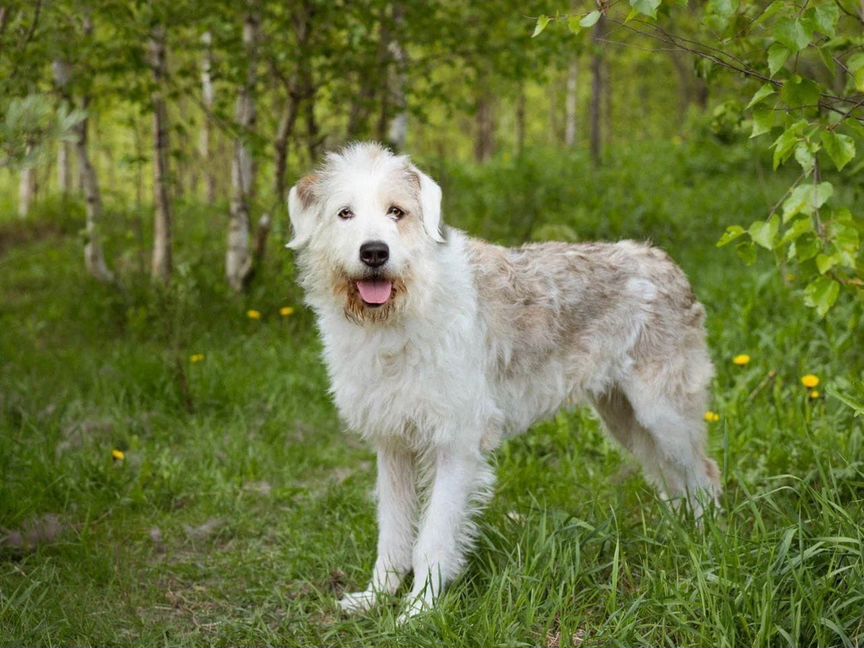 Снегурочка ищет дом