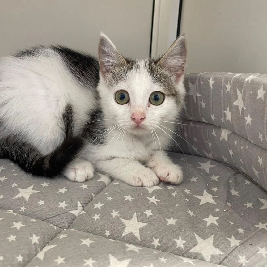 Котенок Бусинка