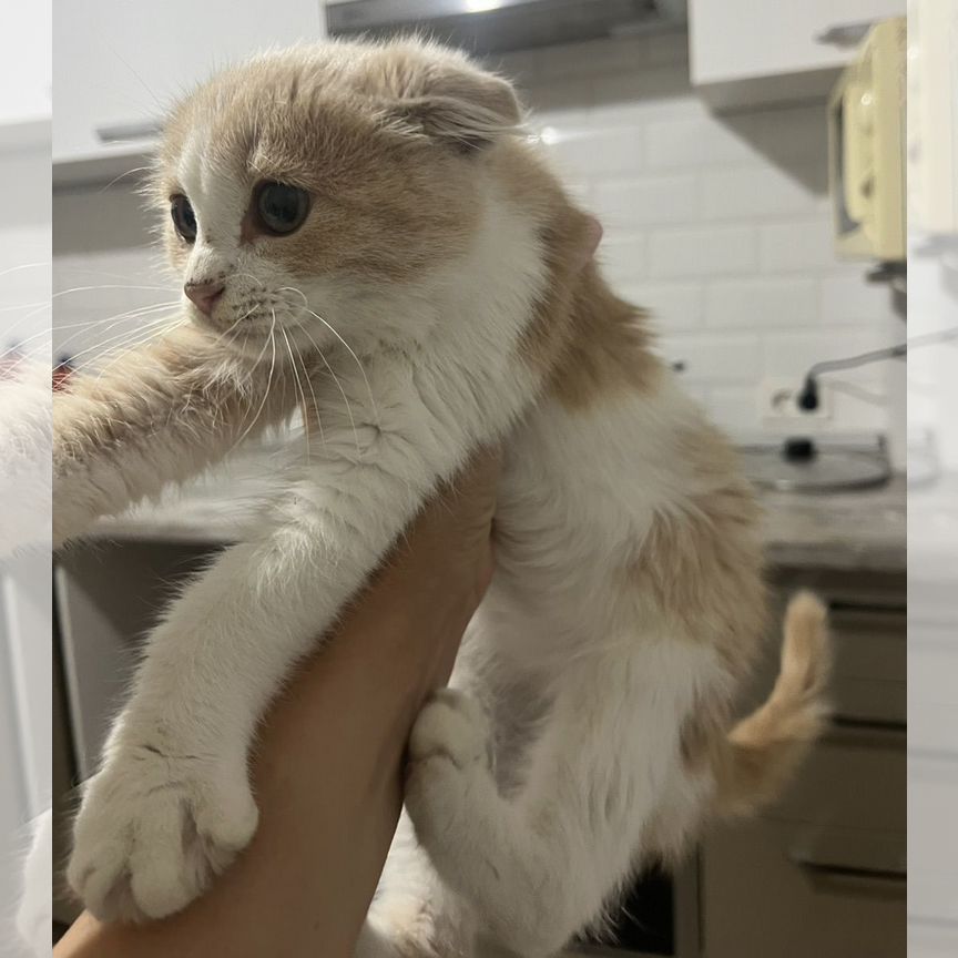 Котенок мальчик
