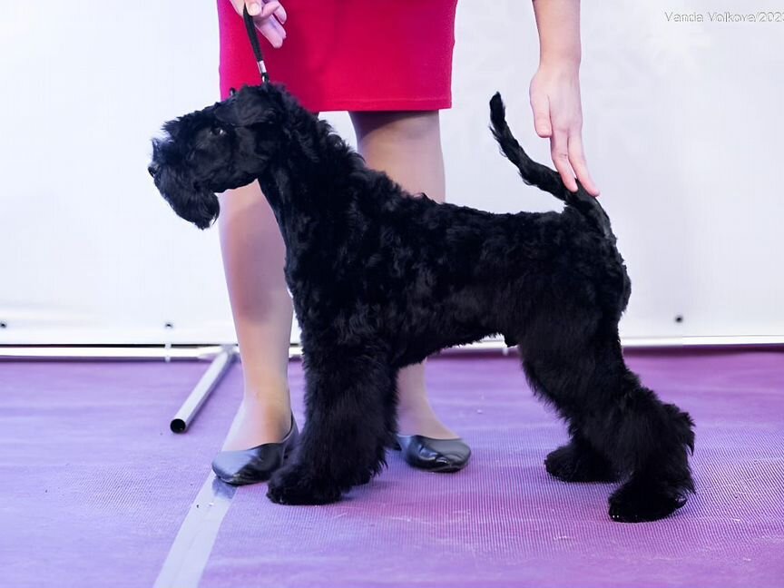 Кобель Керри Блю терьера