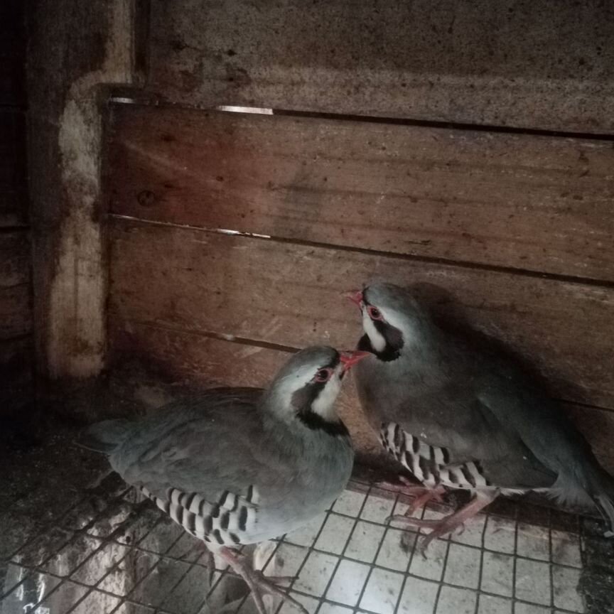 Серая куропатка