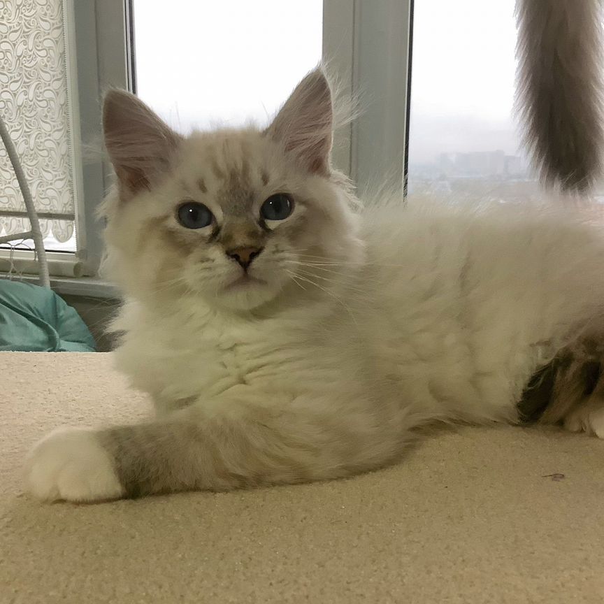 Невский маскарадный котенок(кот) невак