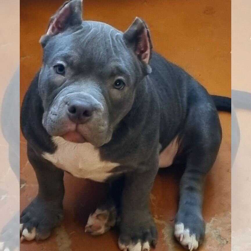 Американский булли, щенок