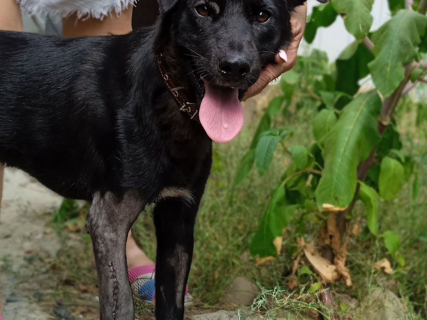 Светозар ищет дом