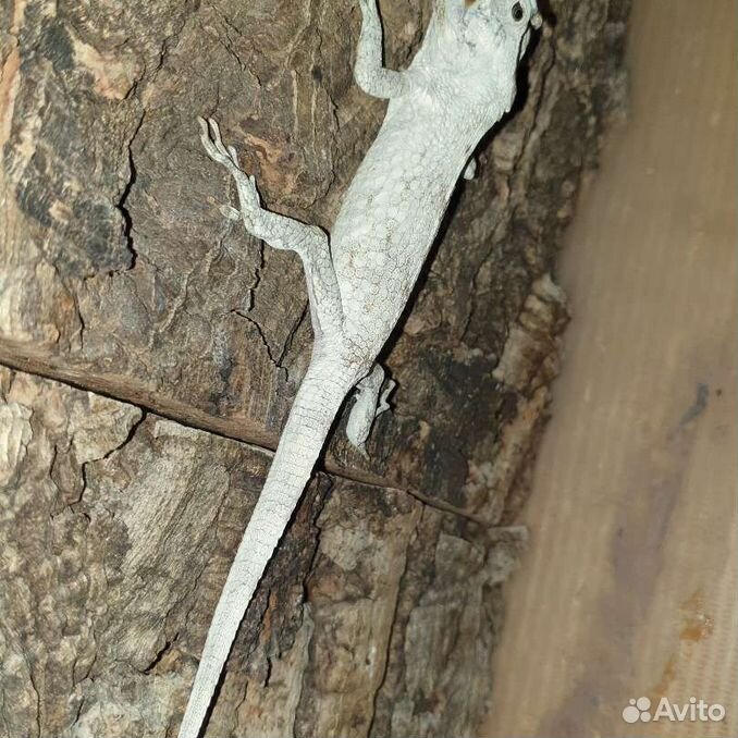 Хамелеолис