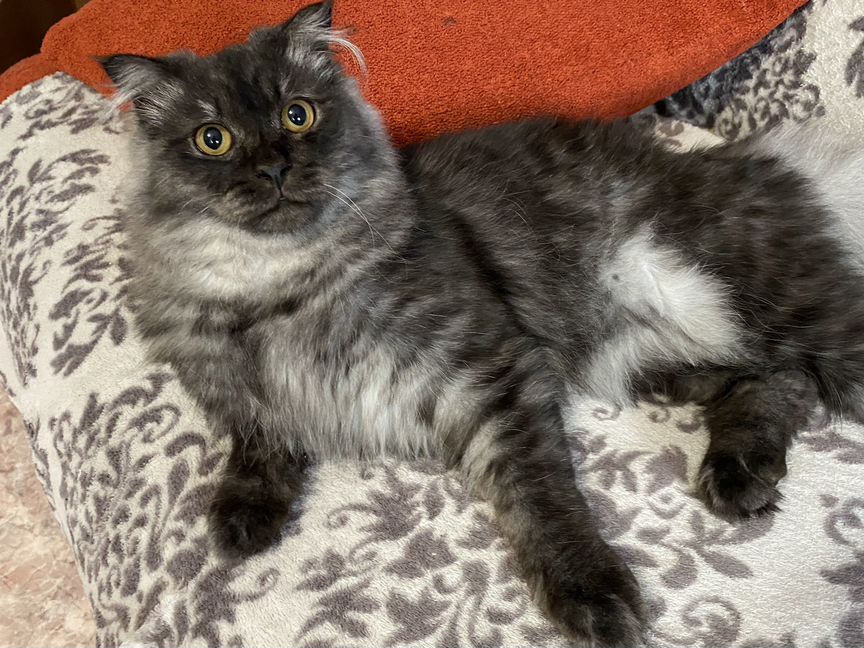 Котята большие 7,5 мес