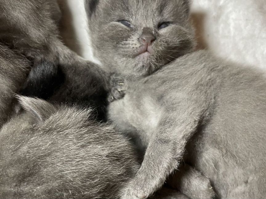 Кошка