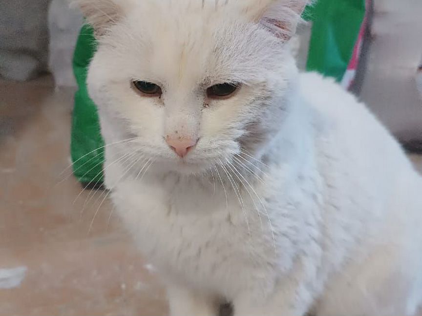 Котик 17 лет осиротел после смерти хозяйки