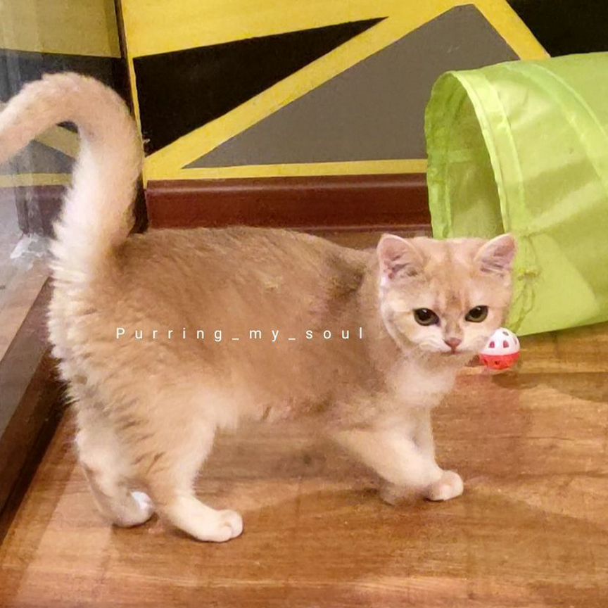 Золотая шиншилла, 6 мес, кошка ny12