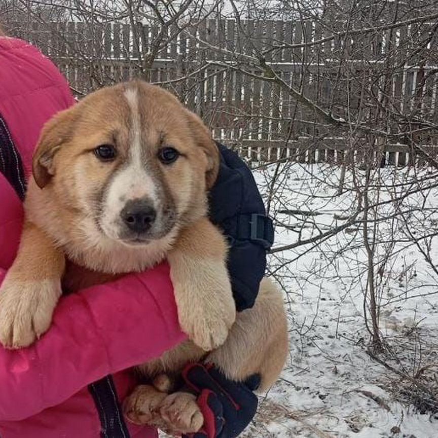 Алабай девочка 3 мес
