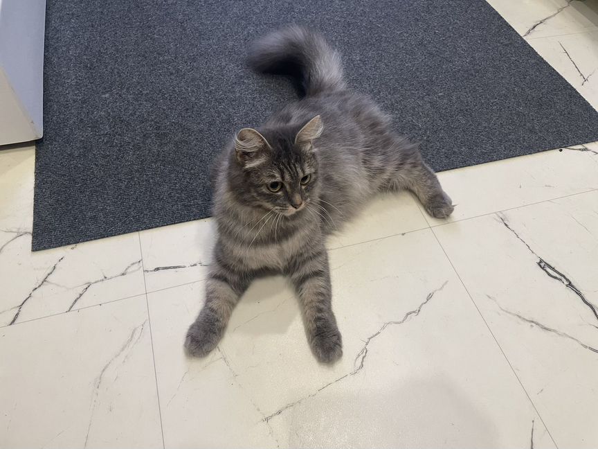 Сибирская кошка