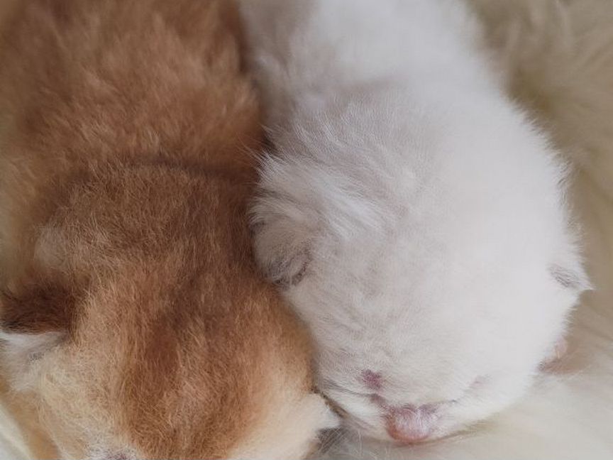 Котята золотая шиншилла