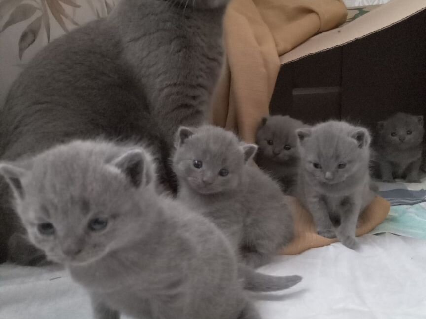 Кошки породистые
