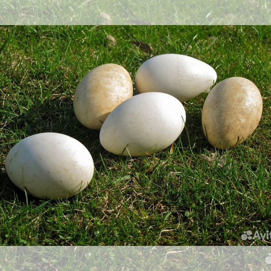 Инкубационное яйцо гусей линда