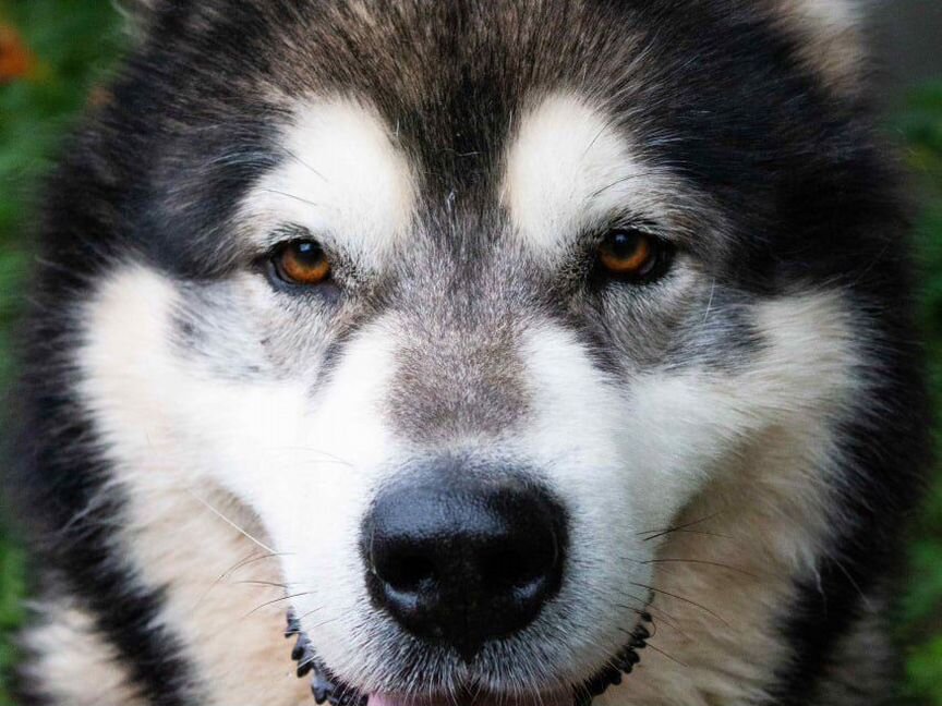 Аляскинский маламут ищет дом