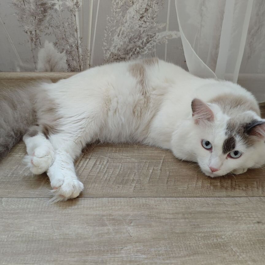 Кот