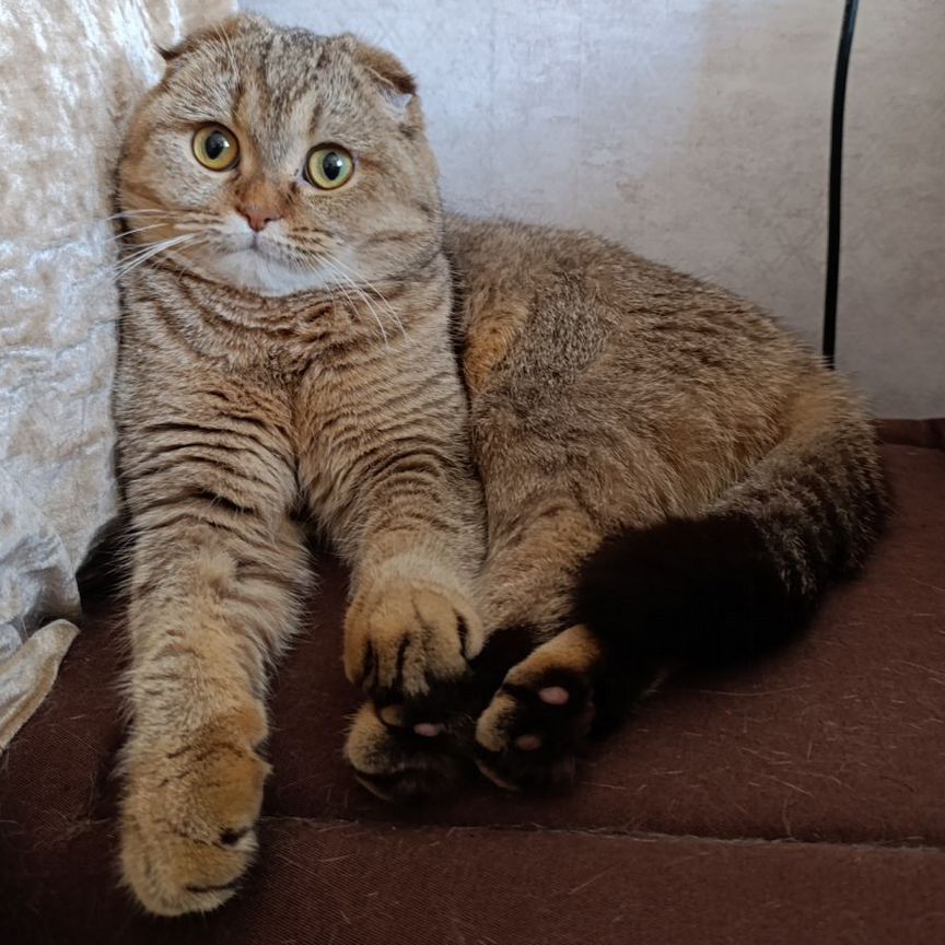 Кошечка ищет котика на вязку
