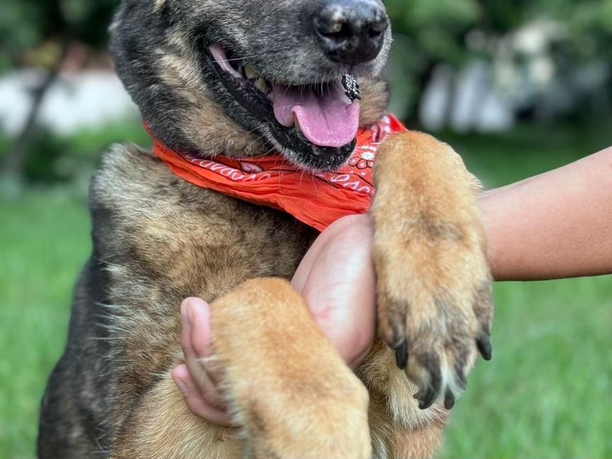 Прекрасная собака Жуди ищет дом