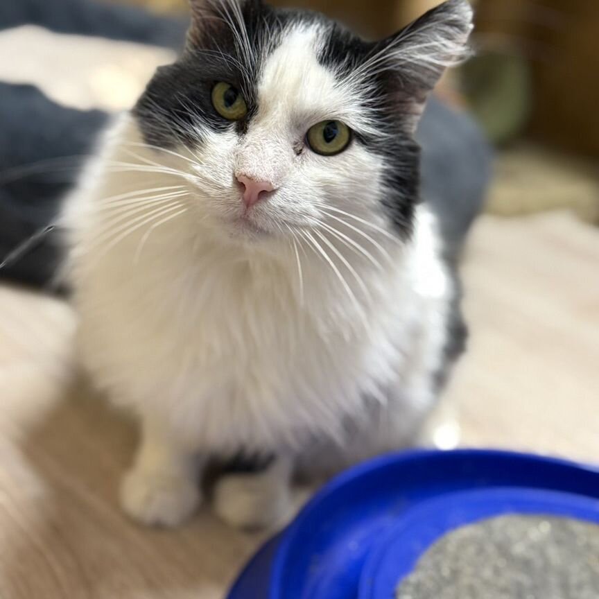 Кот Тимон ждет вас в приюте