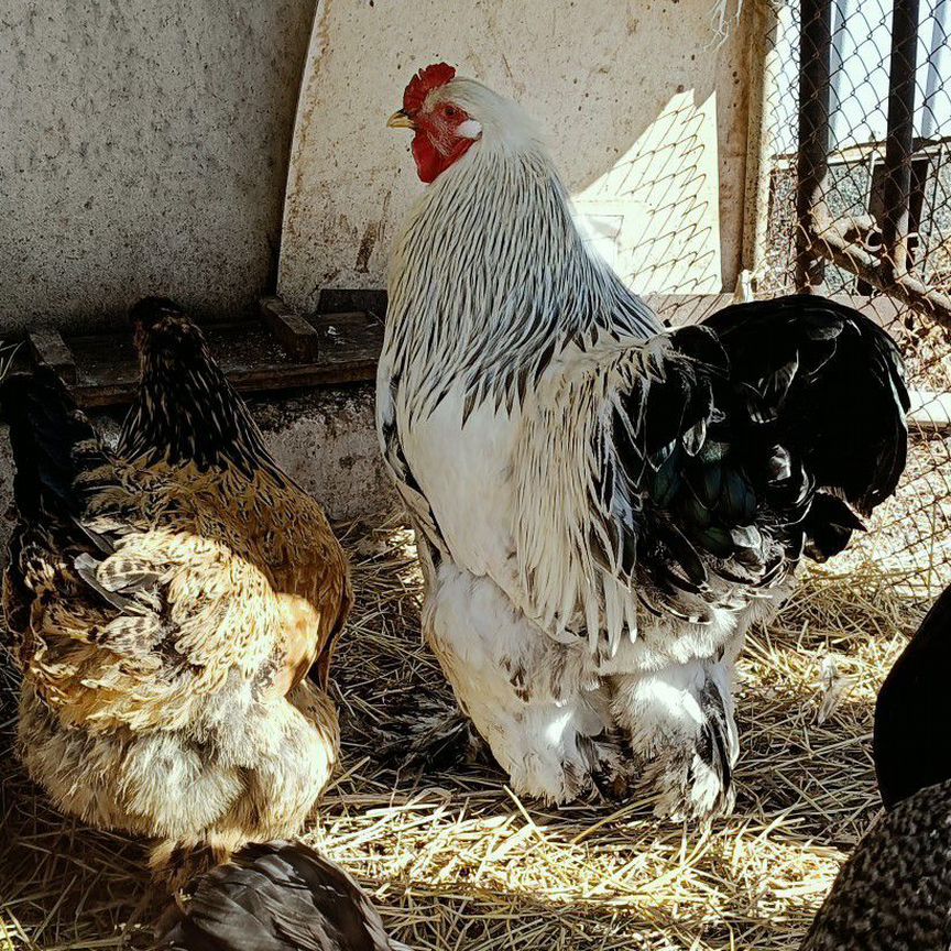 Петух домашний брама