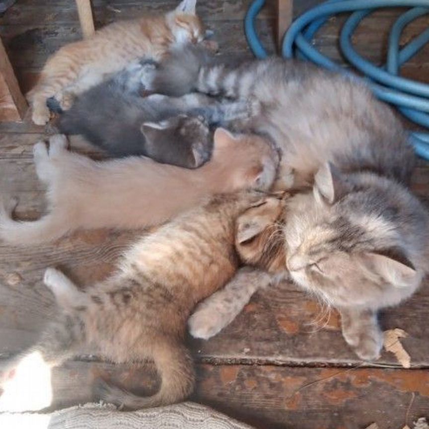 Котятки на улице - нужен дом