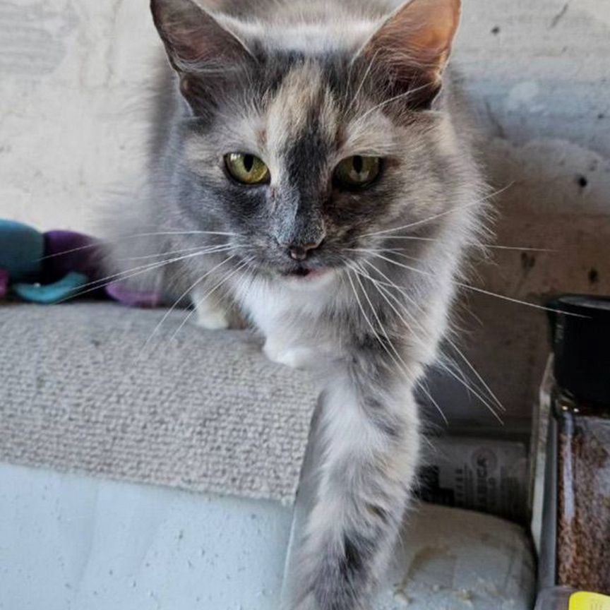 Котенок в добрые руки