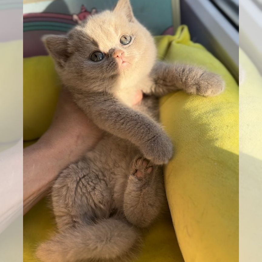 Британские котята